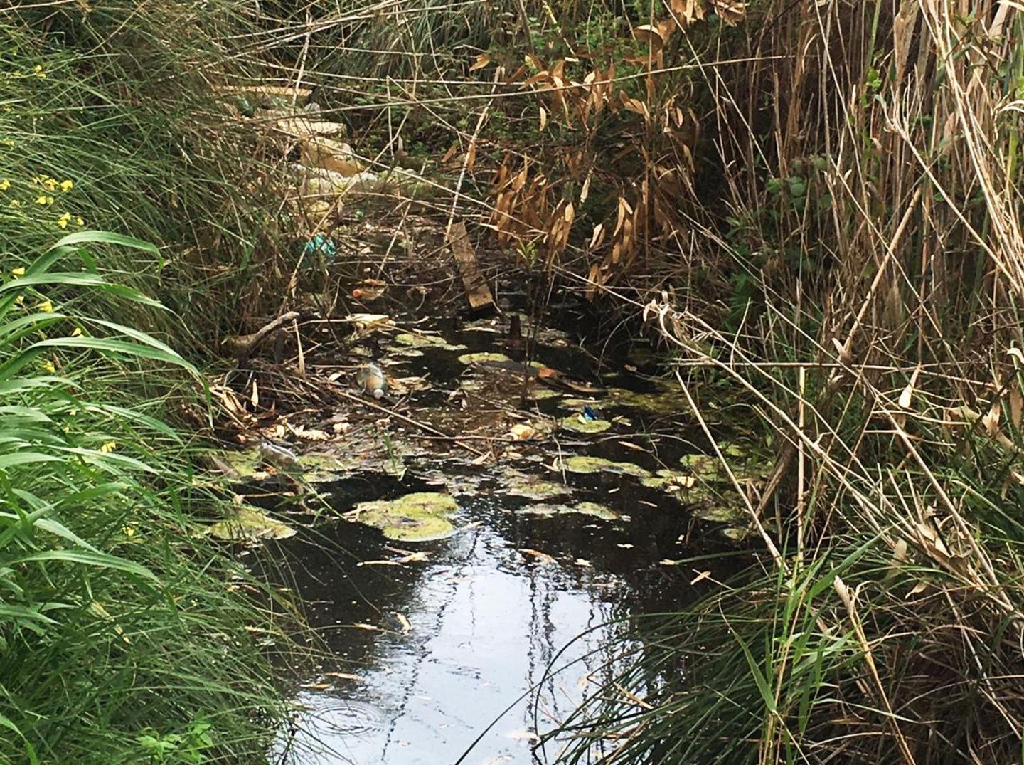 «Pineta Mugoni, rimuovete le sterpaglie» - La Nuova Sardegna