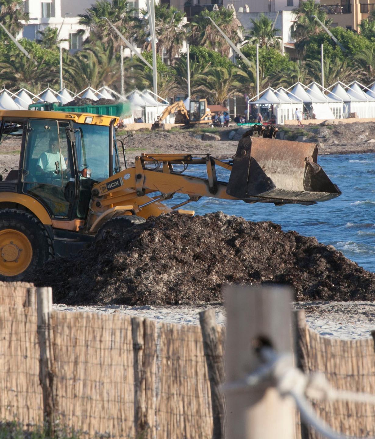 Posidonia, bonifiche al via dopo l’estate - La Nuova Sardegna
