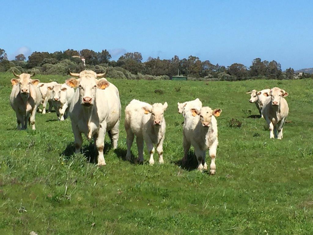 Un robot per mungere le mucche - La Nuova Sardegna