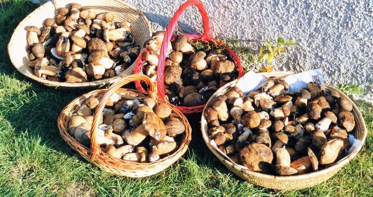 Una guida completa ai funghi in Sardegna - La Nuova Sardegna