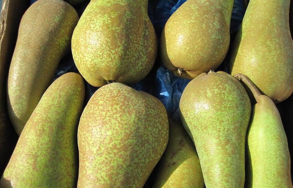 La pera Abate marchio Igp avrà gli occhi a mandorla - La Nuova Ferrara