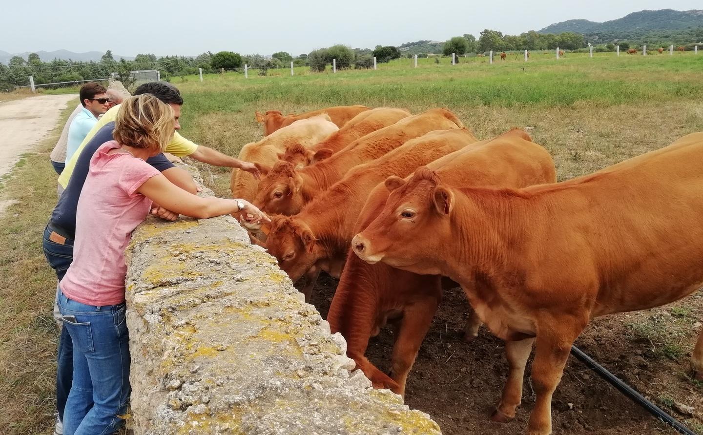 Mucche e pecore felici per produrre di più - La Nuova Sardegna