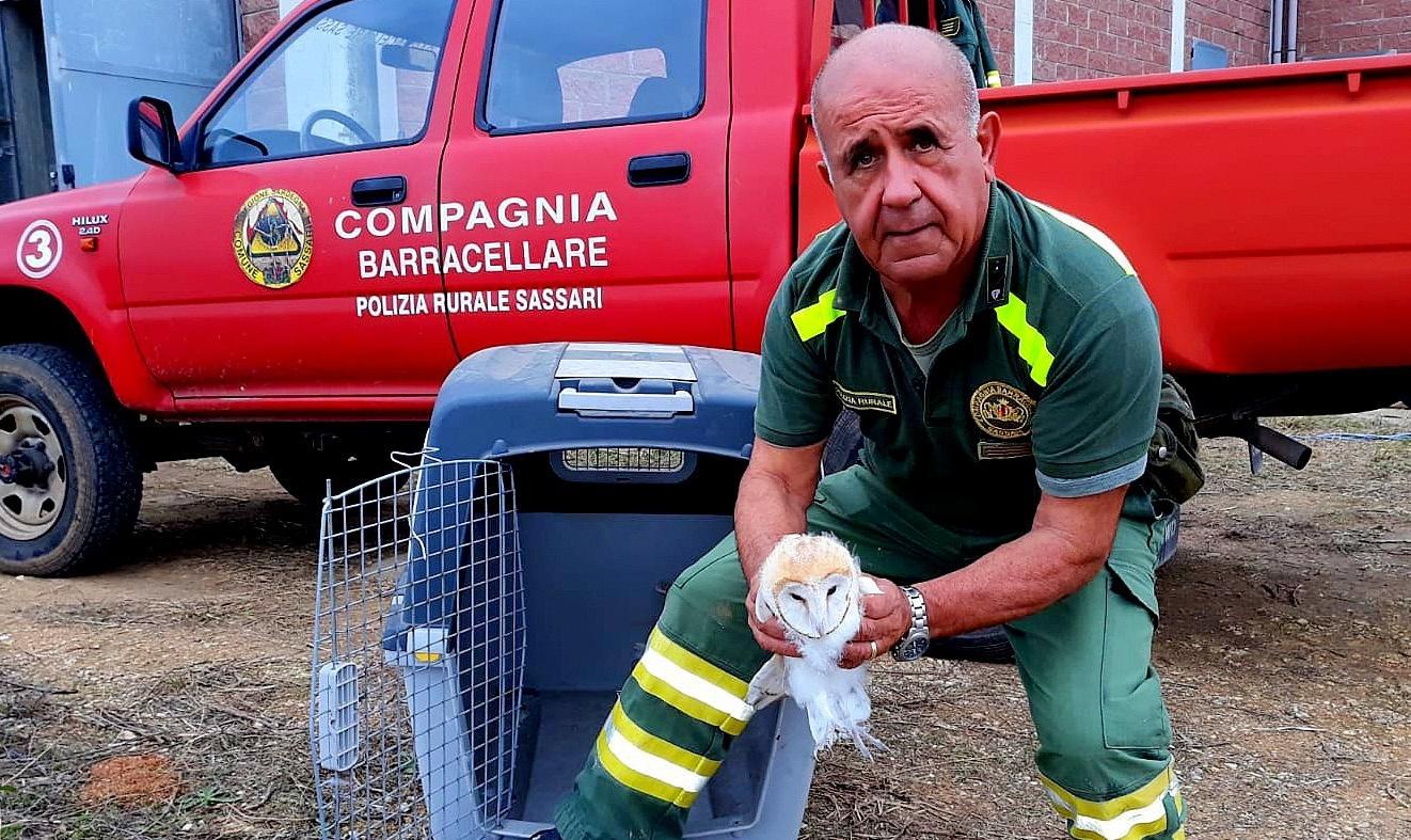 Intrappolati al mattatoio, tre barbagianni salvati dai barracelli - La ...