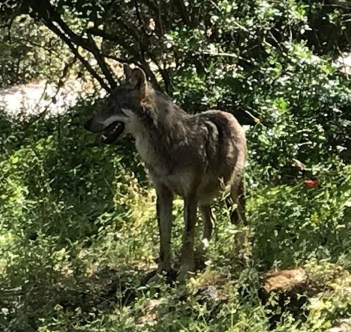 «Sono stato morso da un lupo»: pensionato al pronto soccorso - Il Tirreno