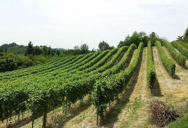 Alla scoperta del Pelaverga di Verduno - Gazzetta di Modena