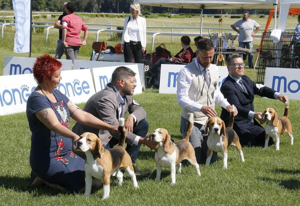 Expo internazionale canina oggi in concorso oltre 1.300 esemplari - Il ...