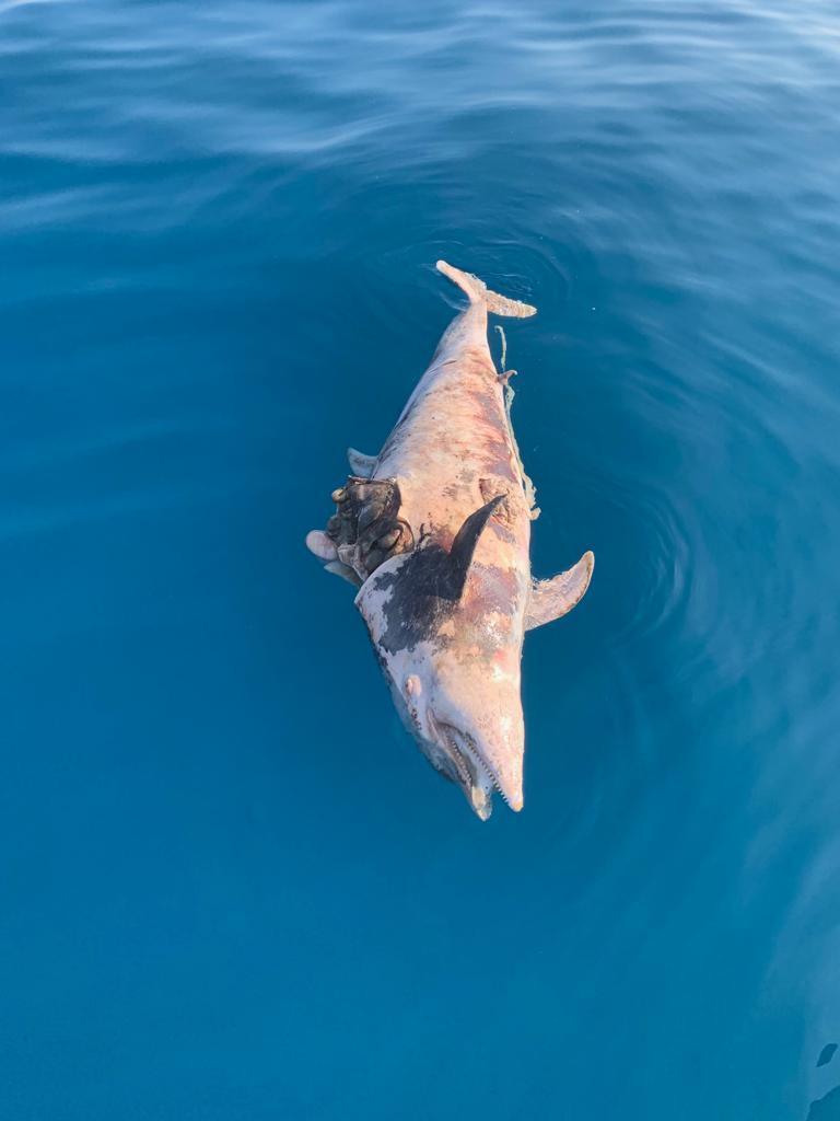 Delfini morti, nuovo caso davanti alla foce del Serchio - Il Tirreno