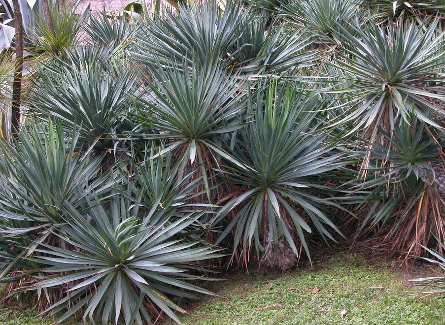 La jucca del Canadà invade l’area di San Rossore, biodiversità in ...