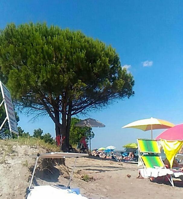 Il mare sta entrando in pineta Centinaia di alberi a rischio - La Nuova ...