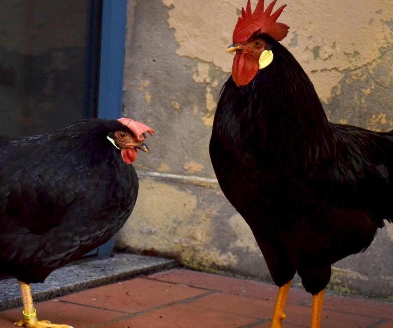 Gino è il nuovo gallo di villa Henderson: il figlio di Renato canta e ...