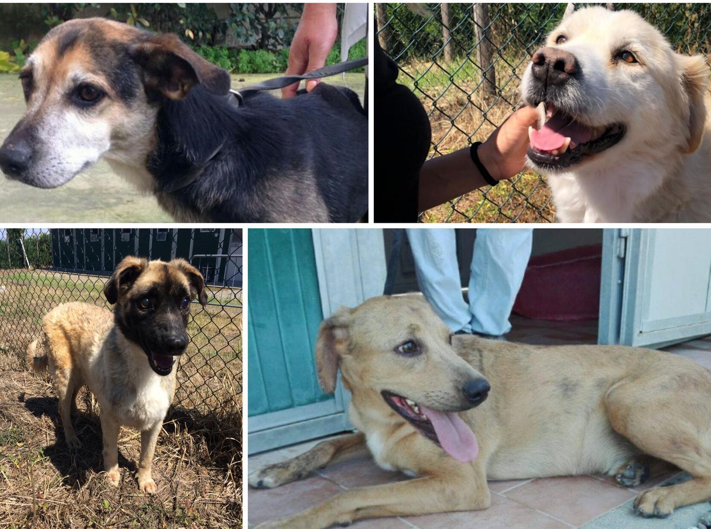 Open day al canile parco di Lajatico e passeggiata al Teatro del ...