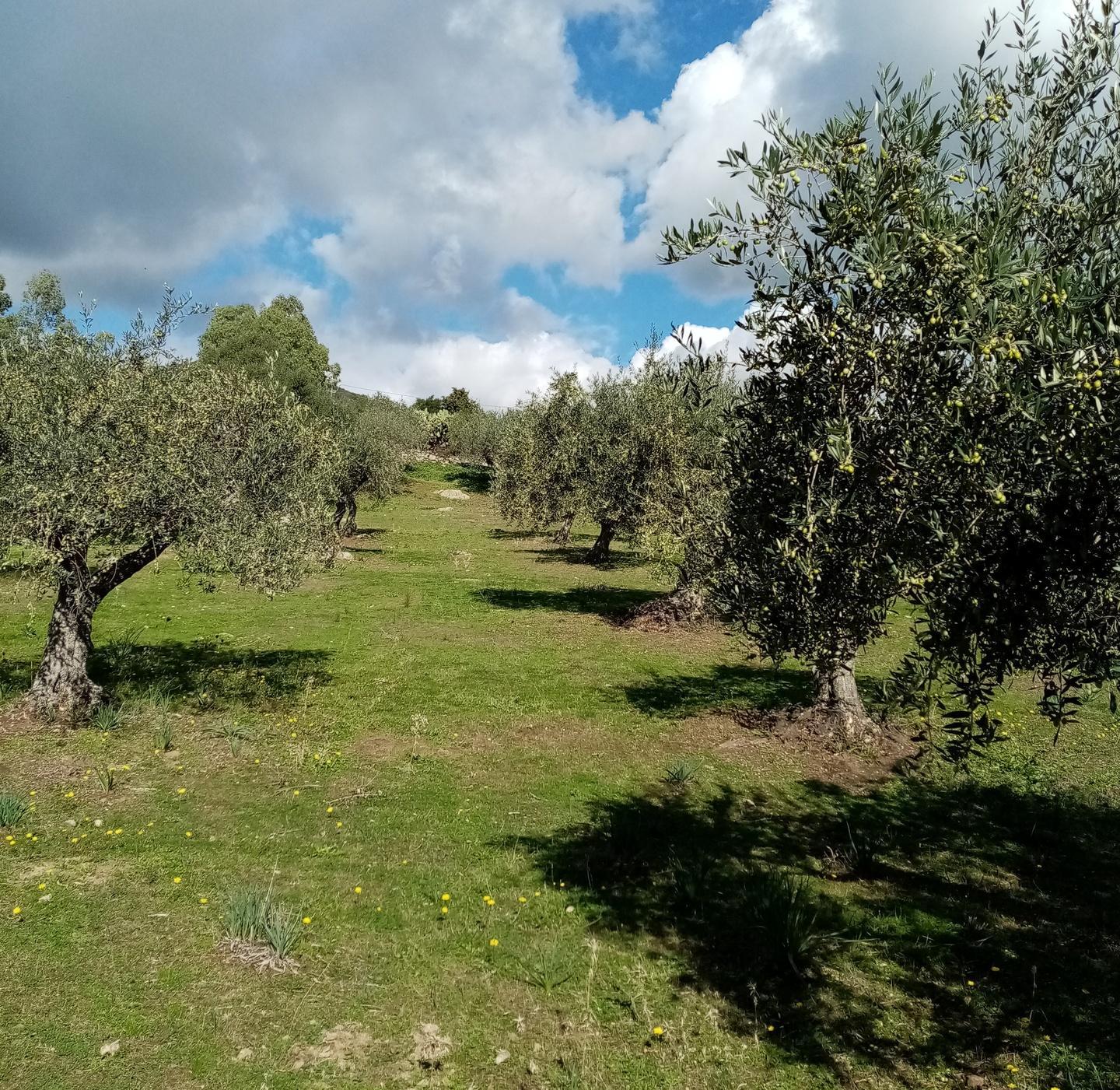 Lei, valorizzazione degli oliveti storici La Nuova Sardegna