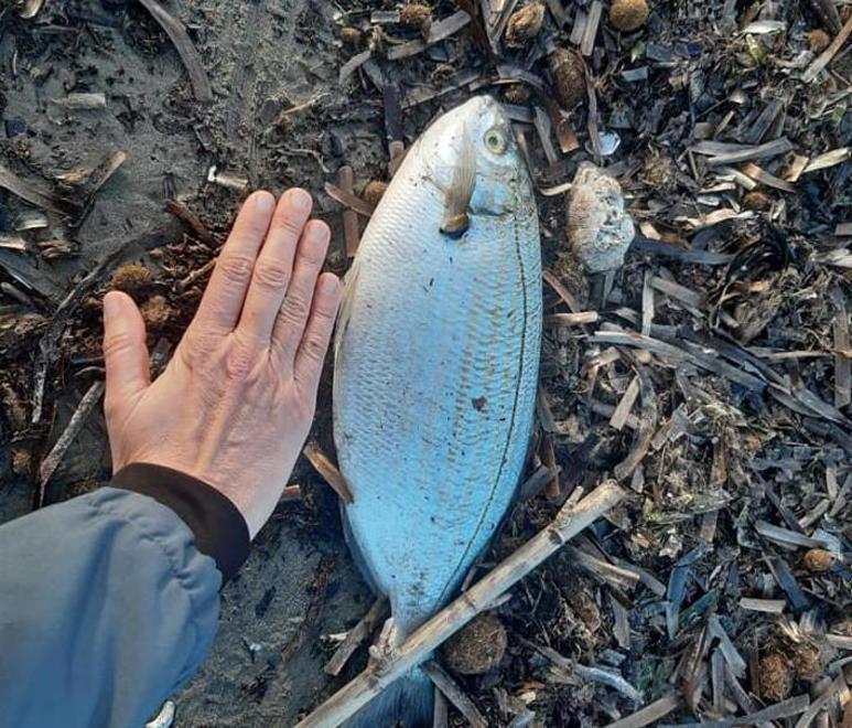 Morìa dei pesci nel canale, interviene l’Arpat - Il Tirreno