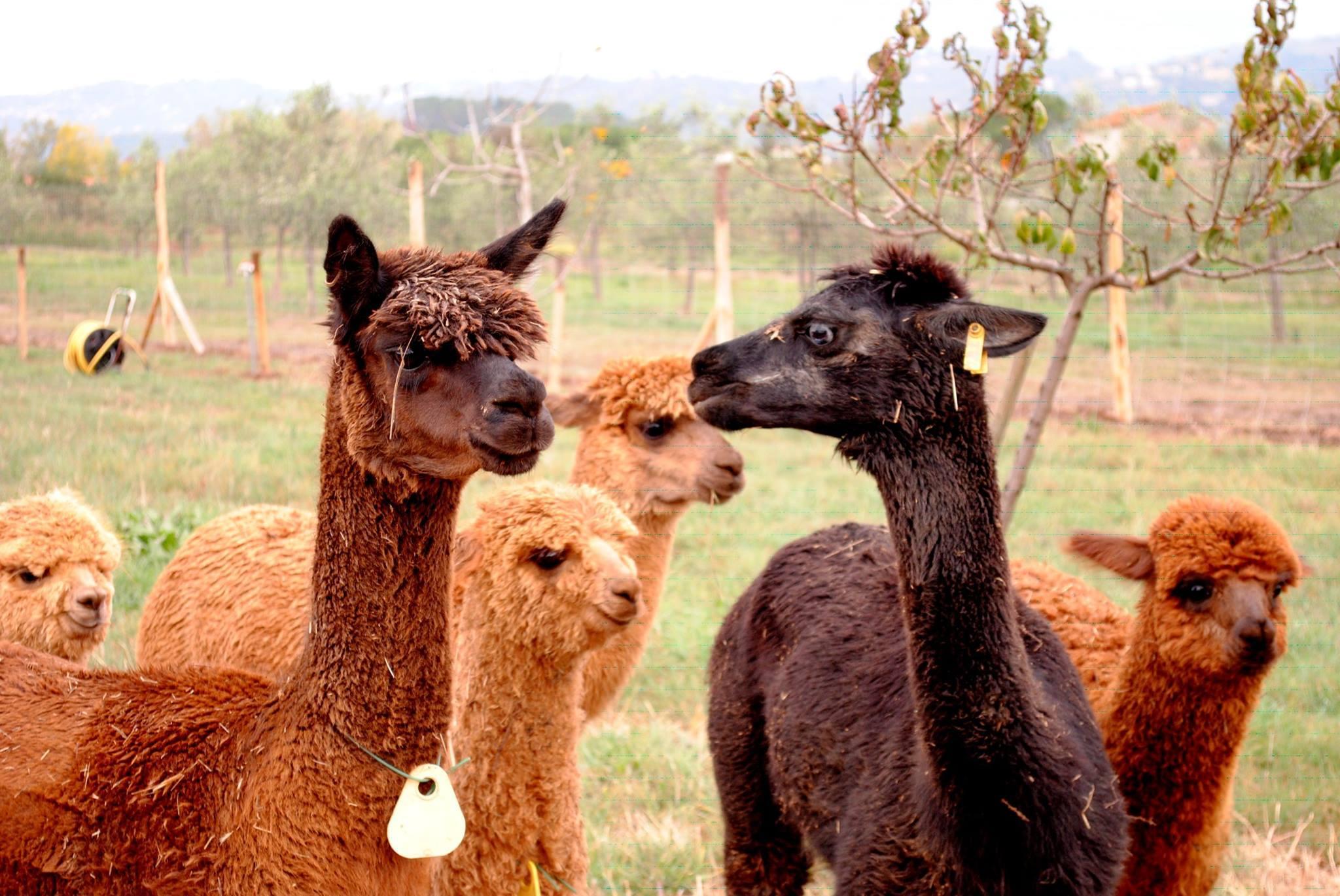 A Massarosa, a due passi dal lago, gli alpaca scorrazzano liberi - Il ...