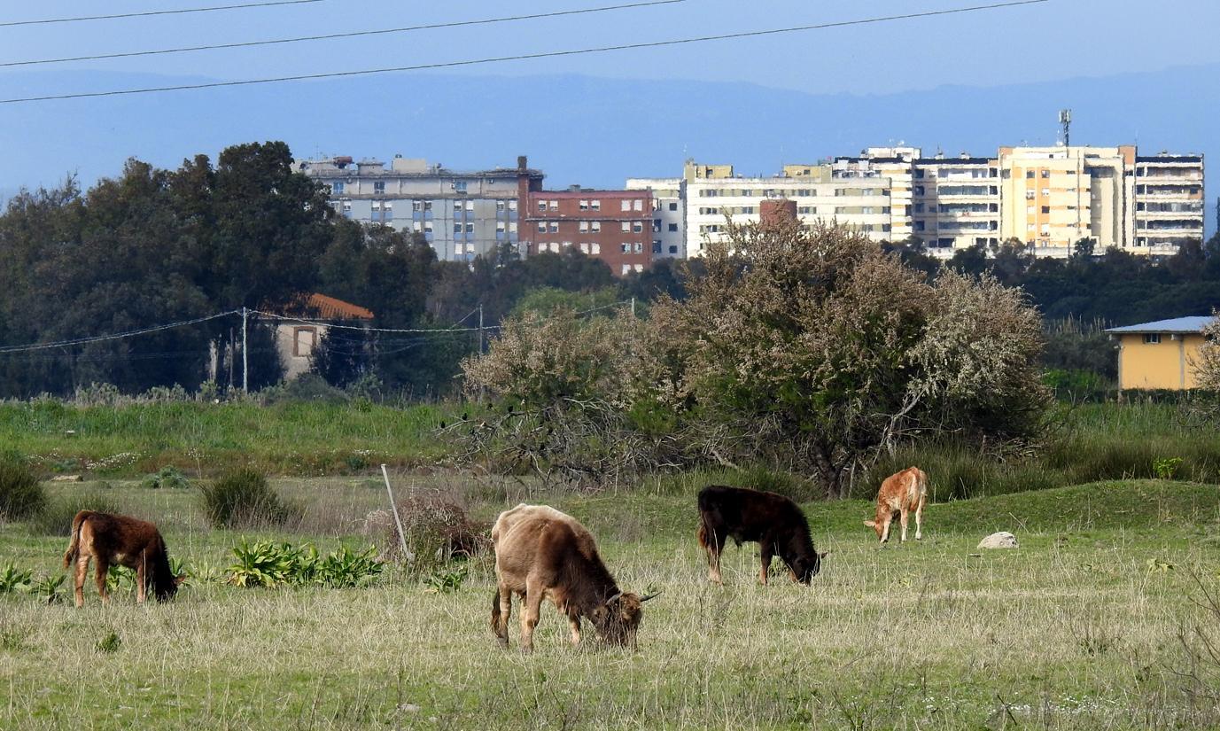 Mucche e palazzoni La Nuova Sardegna