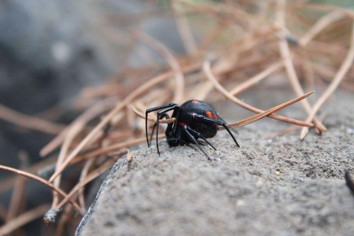 Platamona, donna sassarese morsa da una malmignatta in spiaggia - La ...