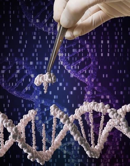 Riparato l’errore del Dna che provoca la talassemia - La Nuova Sardegna