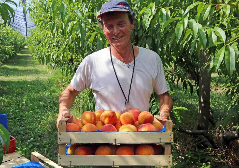 Sempre meno braccia per le campagne, scarseggia la manodopera ferrarese ...