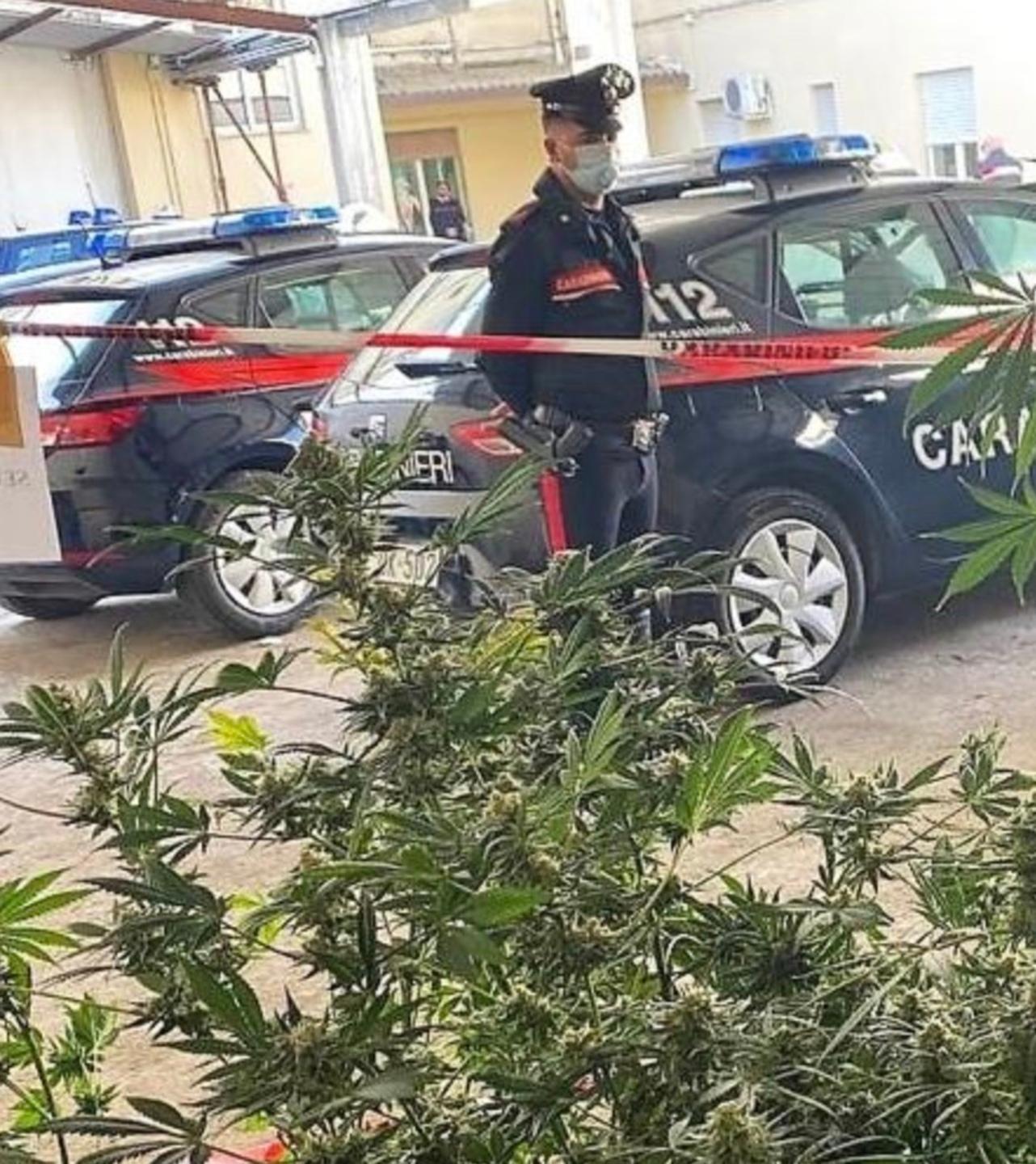 Marijuana illegale nascosta tra le piante di cannabis light - La Nuova ... Marijuana illegale nascosta tra le piante di cannabis light - La Nuova ...