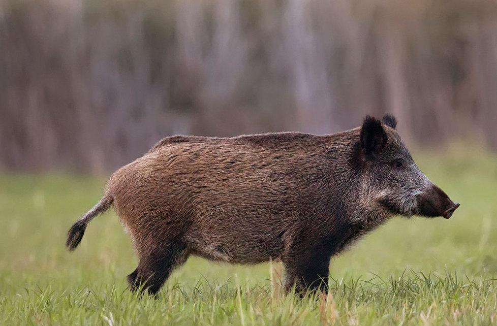 In tanti in paese per la sagra della fett’unta - Il Tirreno