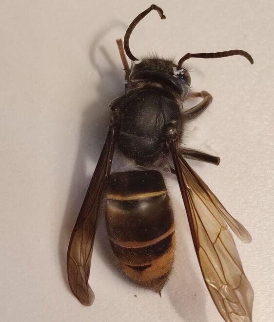 A tutta birra contro la vespa velutina, insetto pericoloso per le api e ...