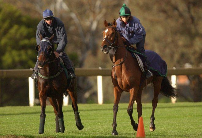 Processo sul cavallo vincente «Truffa, non è purosangue» - La Nuova ...