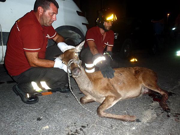 Morta la cerva che era stata ferita dai bracconieri - Il Tirreno