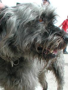 Riconoscimento di razza per il cane fonnese - La Nuova Sardegna