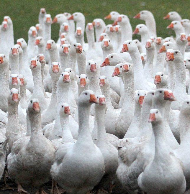 La favola delle oche bioniche - Il Tirreno