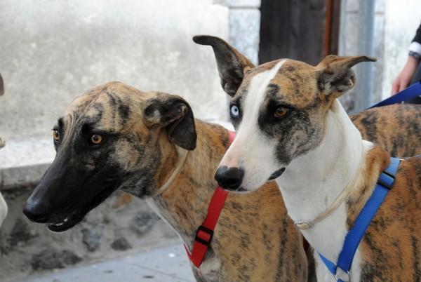 Dal dogo al levriero, dal pastore fonnese al molosso: il raduno dei ...