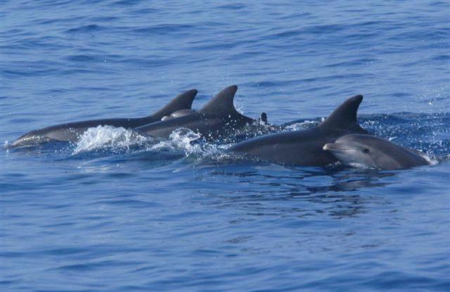 Dieci delfini avvistati tra Punta Righini e Campolecciano - Il Tirreno