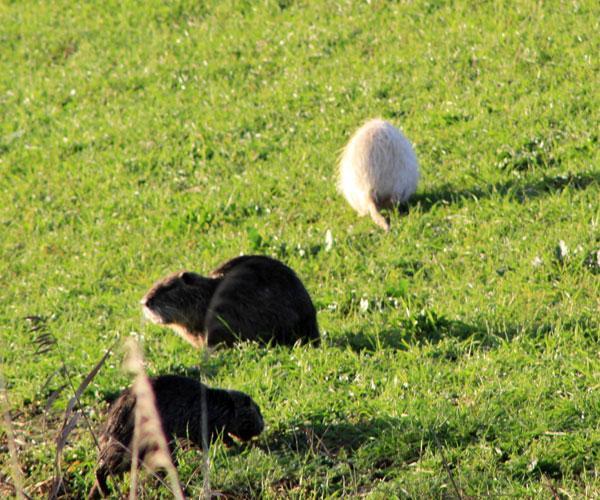 La rarissima nutria bianca - Il Tirreno