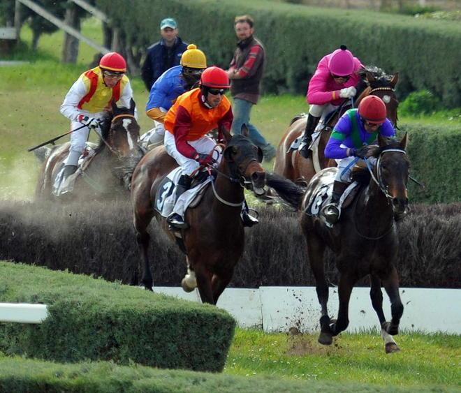 Cavallo cade sull’ostacolo e muore - Il Tirreno
