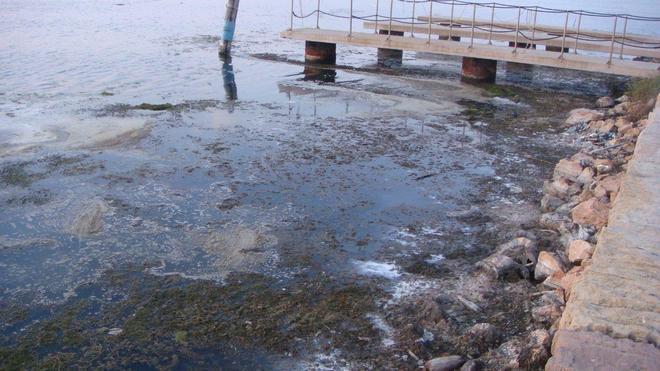 Il Wwf e i costi delle alghe in laguna - Il Tirreno