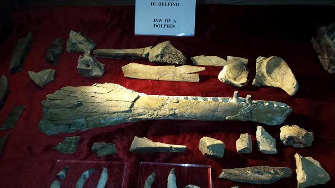 Trovati fossili di delfino nel parco di Canonica - Il Tirreno