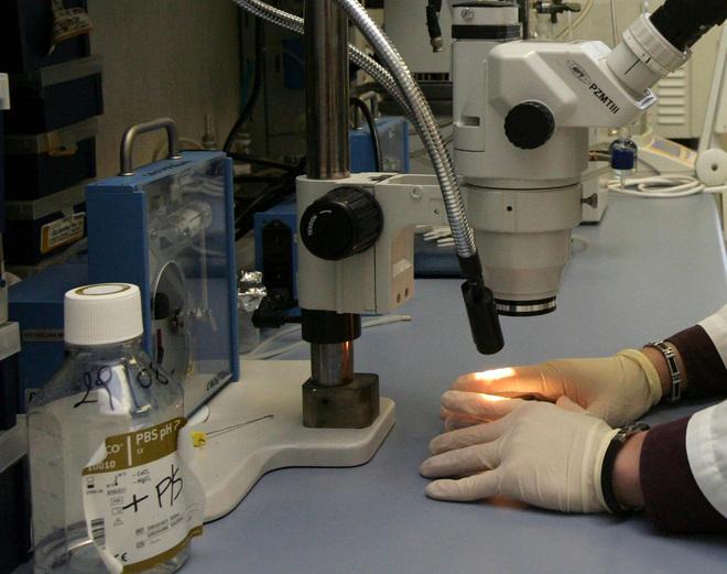 Gambassi Terme premia la ricerca e la dottoressa Laura Tinti Il Tirreno